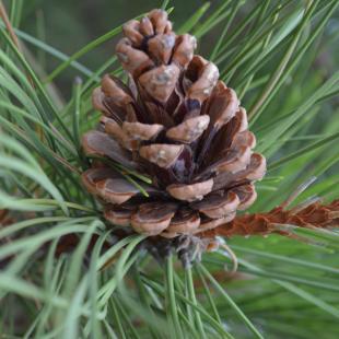 Pinus nigra ssp. salzmannii Franco - Pin de Salzmann | ClimEssences